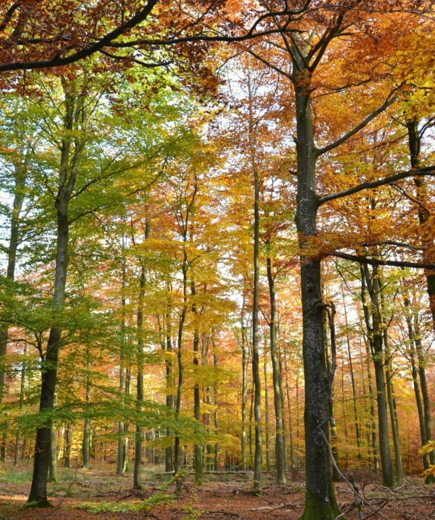 The Forest Road by bike - Europ'Aventure